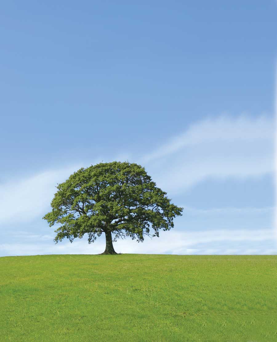 Branch Out: Pick the Best Trees for Your Environment - Mother Earth Living